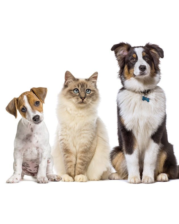 Pet Health Plan | Lancaster Vets